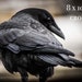 Black Crow Photo, Dramatic Bird Photography, Spectral Crow Art, Ghostly ...
