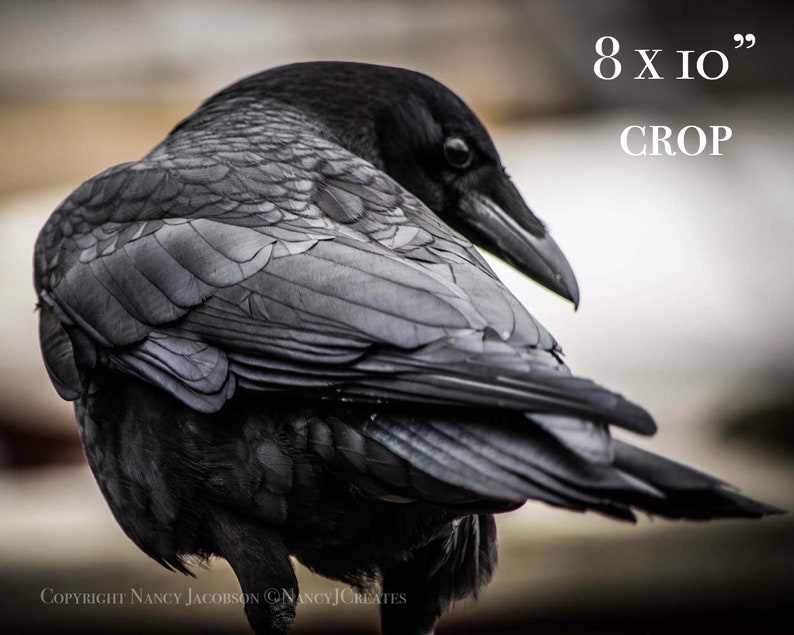 Black Crow Photo, Dramatic Bird Photography, Spectral Crow Art, Ghostly ...