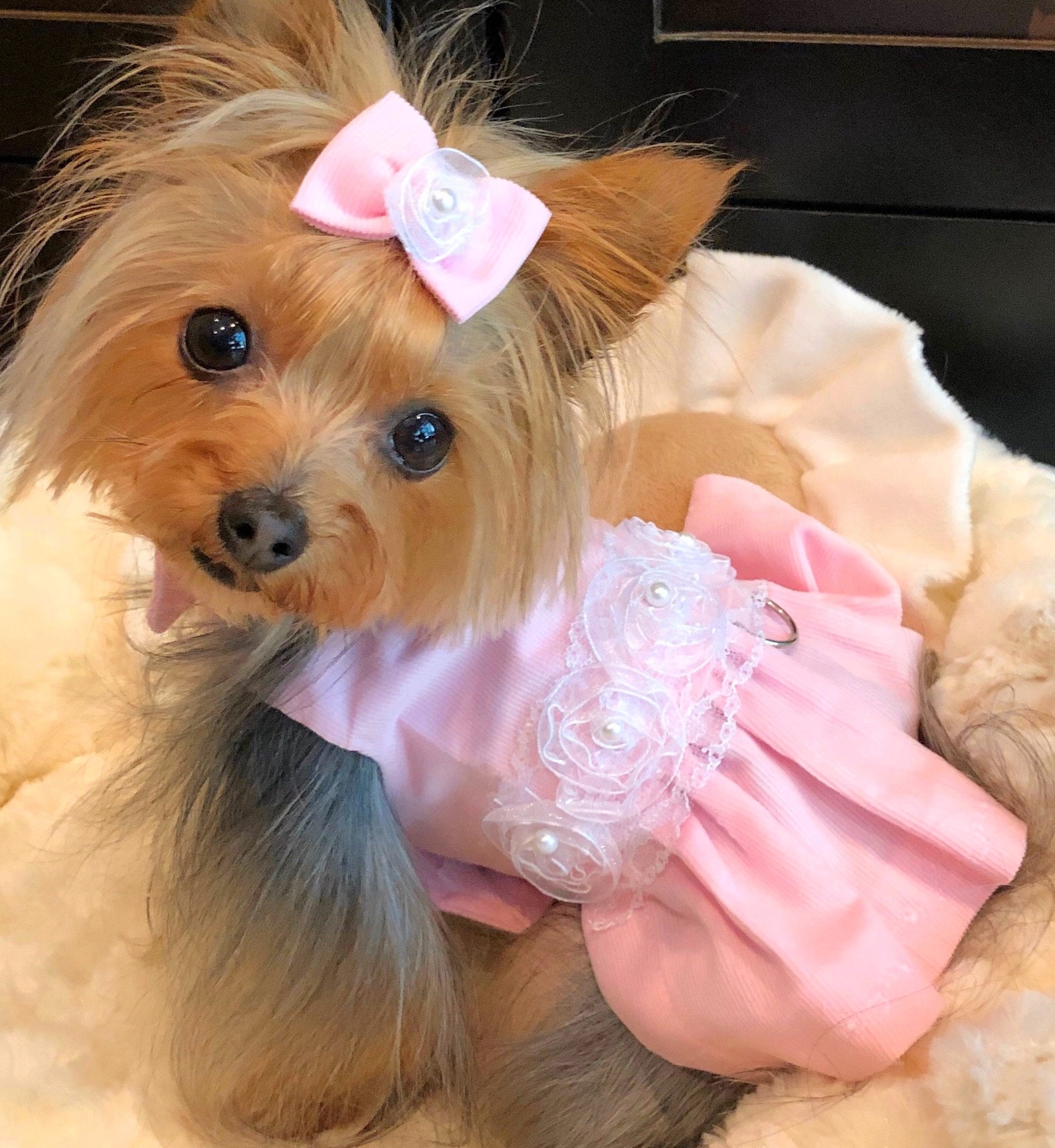 Blush Pink Dog Dress Small Pet Fashion Pet Outfit Trendy | Etsy