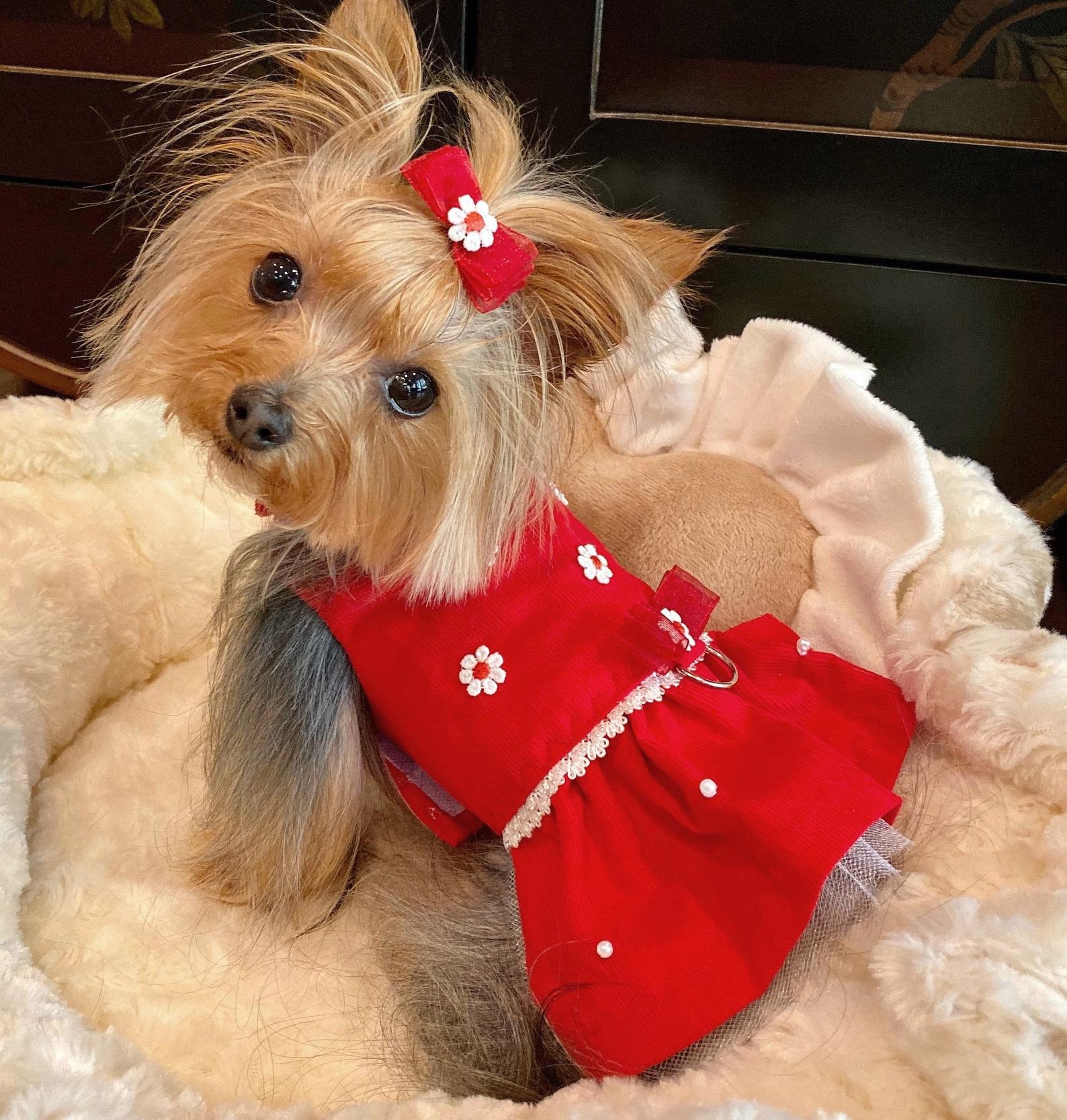 Holiday Dog Dress Small Pet Fashion Pet Outfit Trendy Pet | Etsy