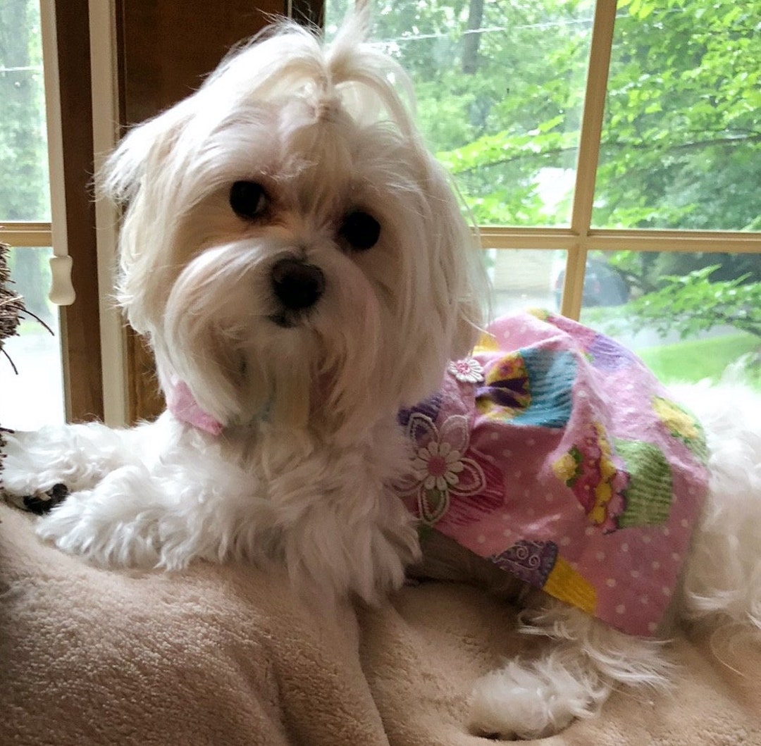 Cupcake Dog Dress: Puppy Birthday Harness - Etsy