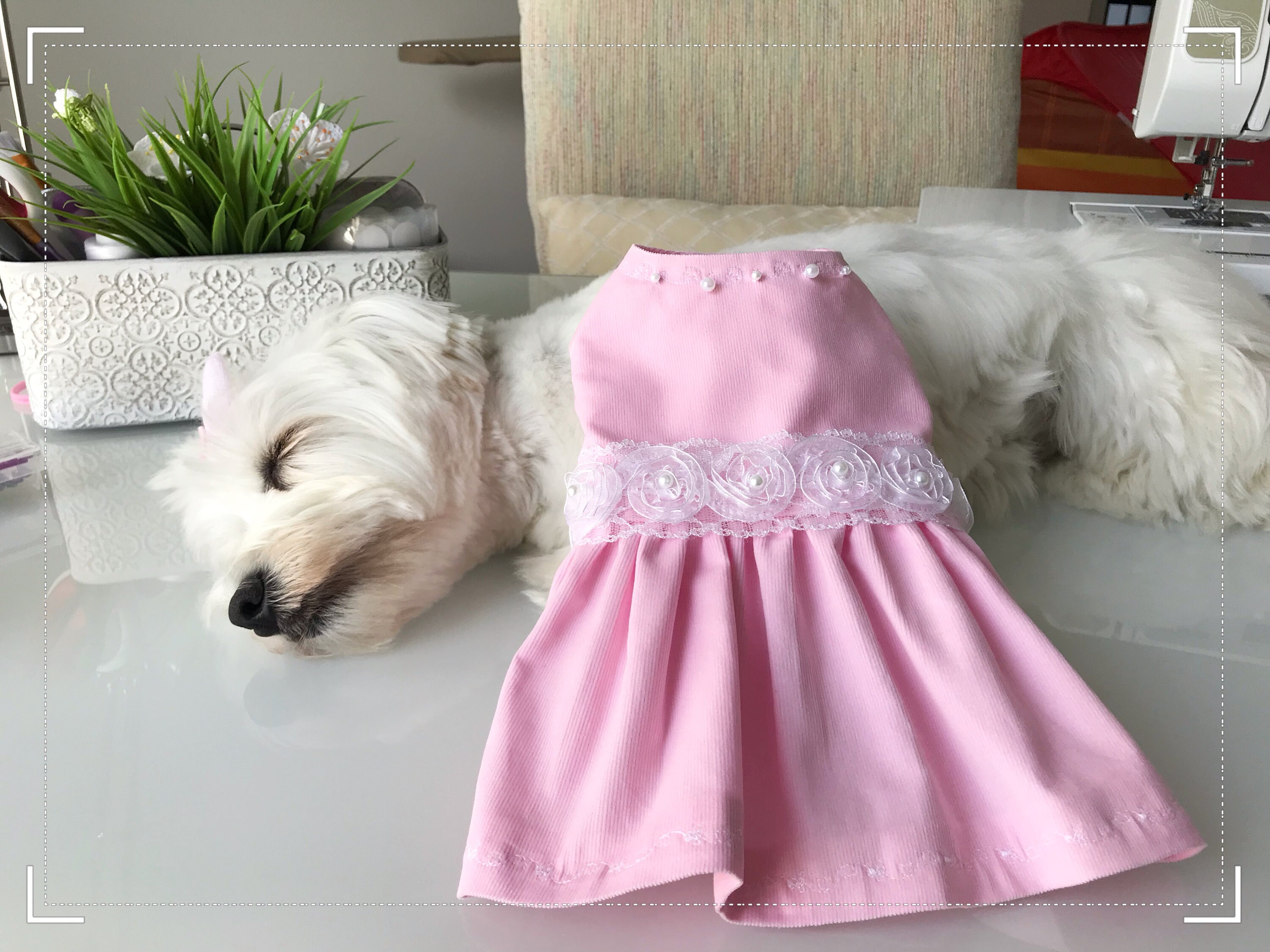 Blush Pink Dog Dress Small Pet Fashion Pet Outfit Trendy | Etsy