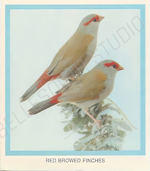 Wild Birds, Cigarette Cards, Trade Cards, Antique, Vintage, Junk ...