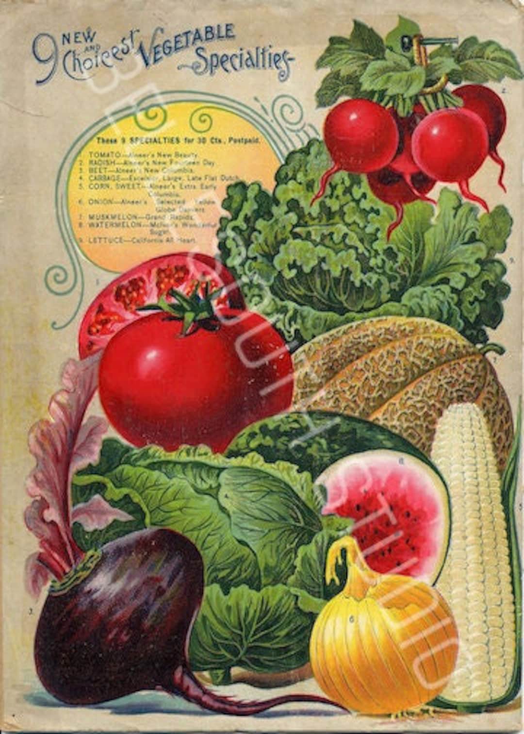 Vintage Seed Catalog Cover Art: Flowers & Vegetables (PDF), Hand-drawn ...