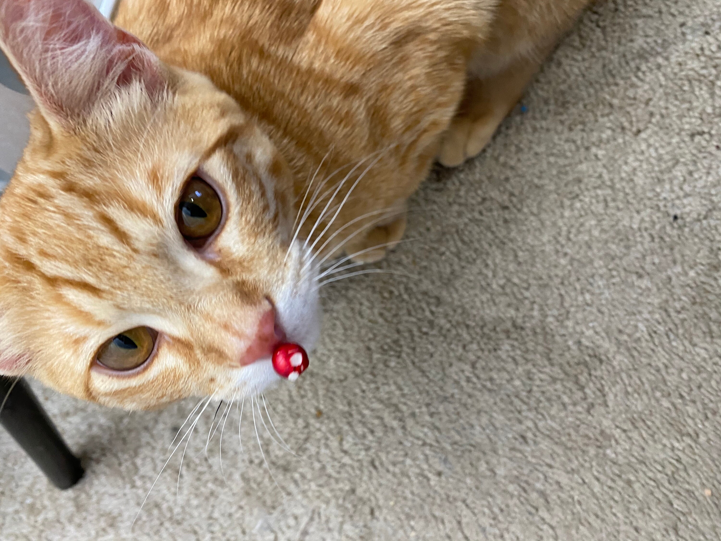 Pet Snail Feltie Felties for Hairbows Coffee Cozies Planner - Etsy