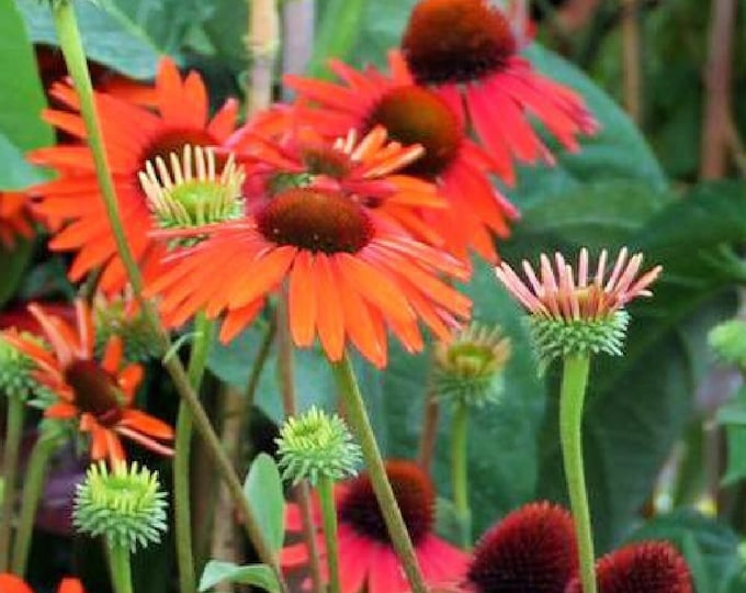 1 Echinacea Cheyenne Spirit Coneflower Bare Root - Bright Multi-colored ...