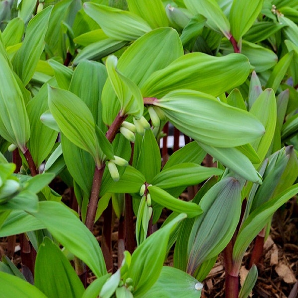 Ruby Slippers - Etsy