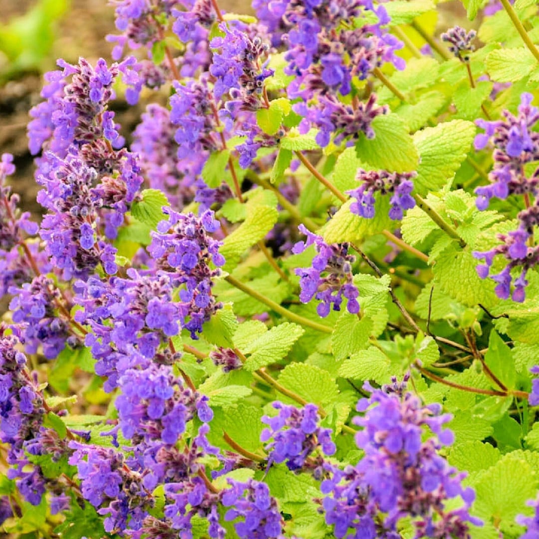 Nepeta 'chartreuse on the Loose' Live Starter Plant - Etsy