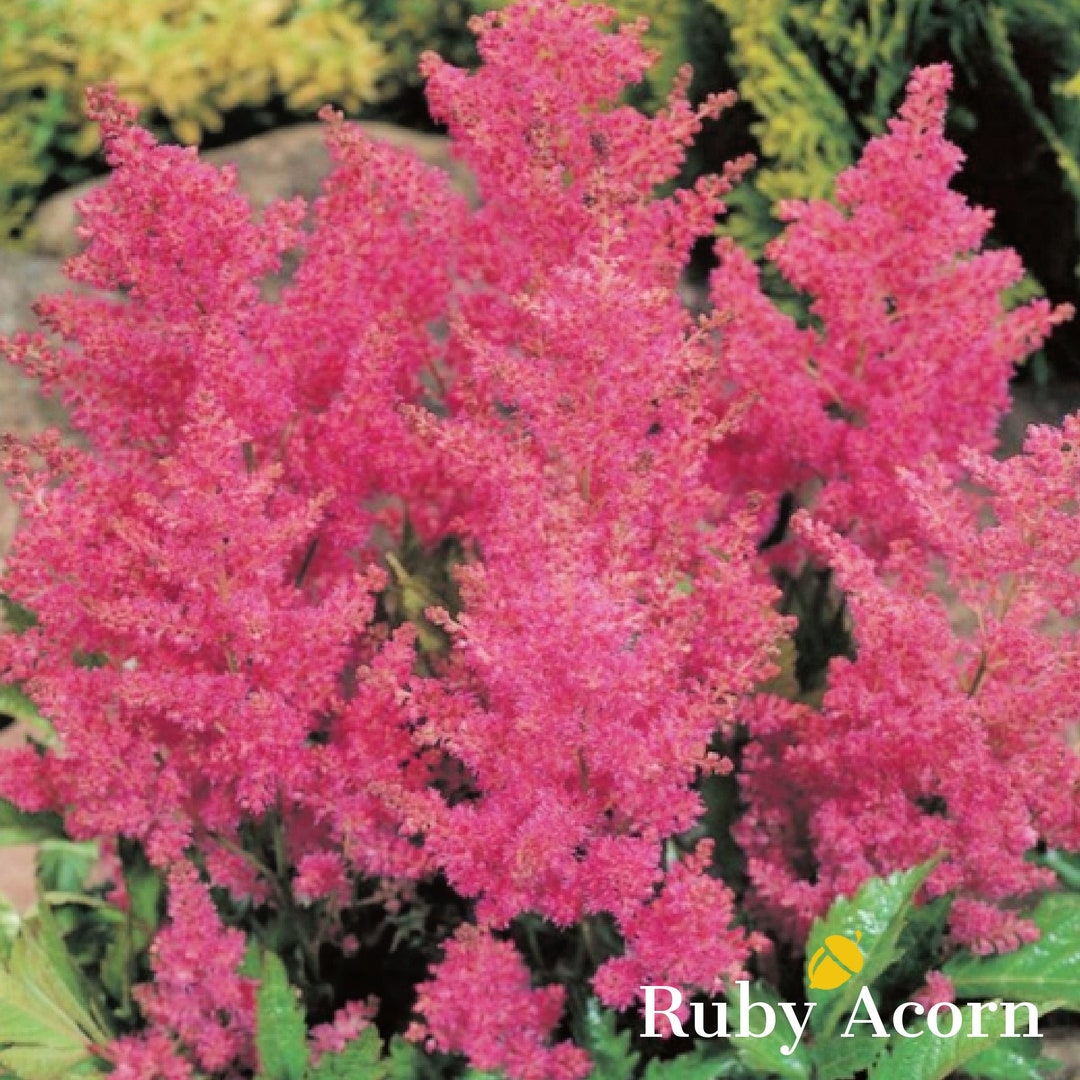 Astilbe Japonica 'rheinland' Bare Roots - Etsy