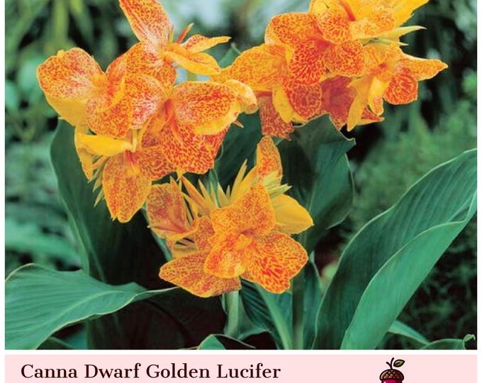 Canna Lily - Dwarf Lucifer - Etsy