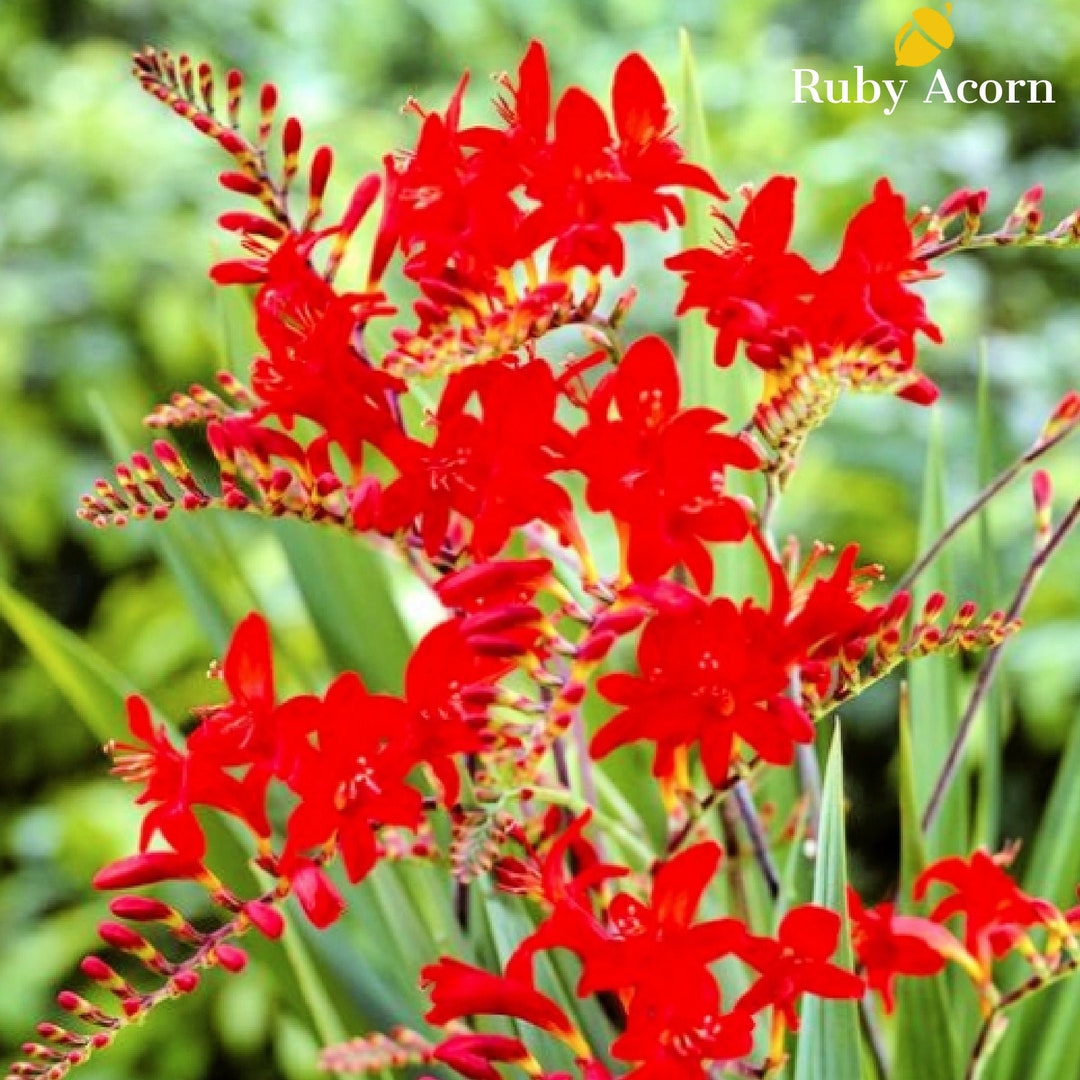 Crocosmia Lucifer Flower Bulbs - Etsy