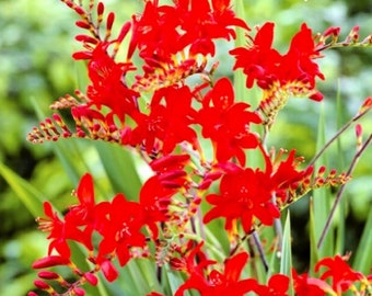 Lucifer Crocosmia Flower Bulbs African Sword Lily Hardy Perennial Plant ...