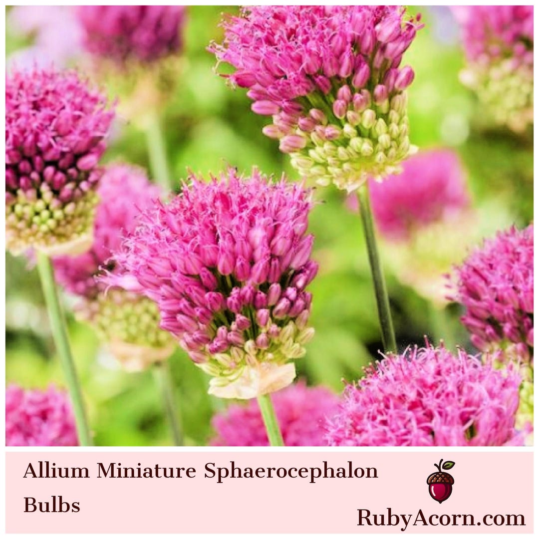 Allium Miniature 'sphaerocephalon' Flower Bulbs - Etsy