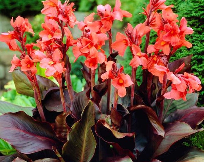 Canna Dwarf 'angelique' Flower Bulbs - Etsy