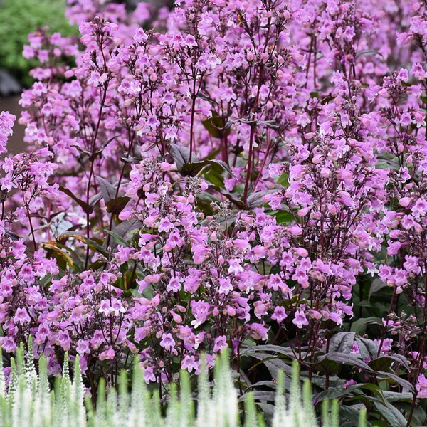 Penstemon - Etsy