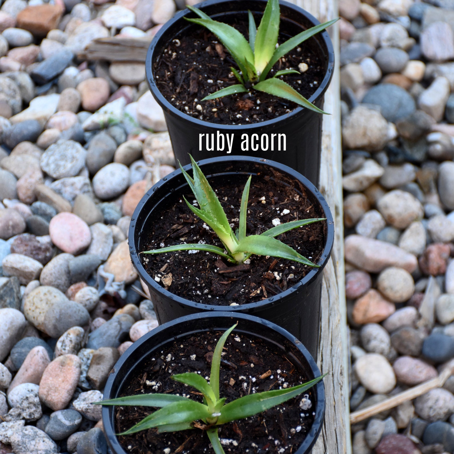 Mangave Red Wing Big 6 Starter Plant Gorgeous Sun - Etsy