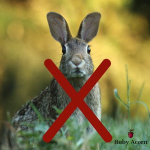 Allium Miniature 'sphaerocephalon' Flower Bulbs - Etsy