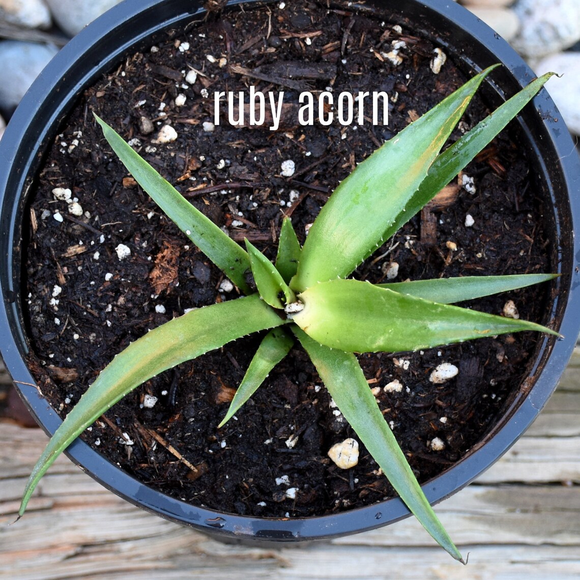 Mangave Red Wing Big 6 Starter Plant Gorgeous Sun - Etsy