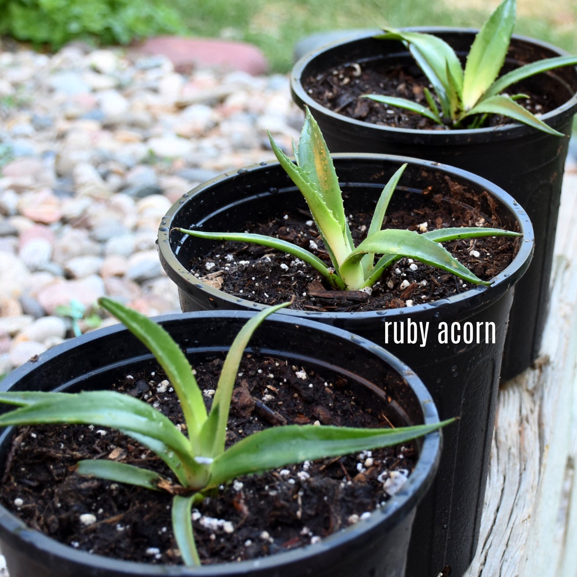 Mangave Red Wing Big 6 Starter Plant Gorgeous Sun - Etsy