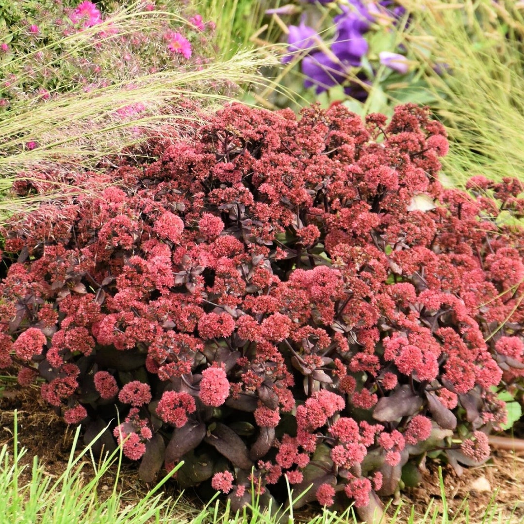 Sedum 'midnight Velvet' Proven Winner Grade 1 Bare Roots - Etsy Canada
