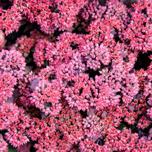 Sedum 'midnight Velvet' Proven Winner Grade 1 Bare Roots - Etsy Canada