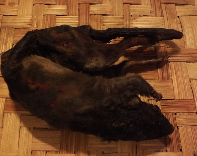 Giant Okete for Awon Iyami Ifa Supplies Ebo Orisa Offerings Okete ...