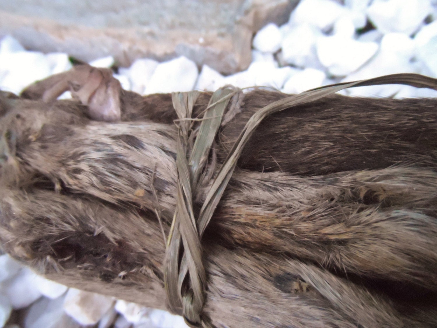 Whole Smoked Eku Emo Ifa Spiritual Supplies Dried Farm Rat Ebo - Etsy