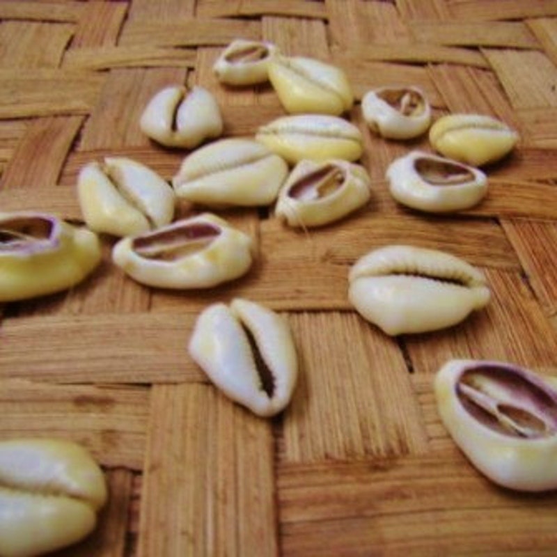 Cowrie - Etsy