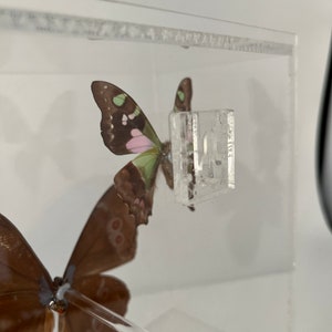 Butterfly Taxidermy in Acrylic Display Box Signed S. Trophia - Etsy