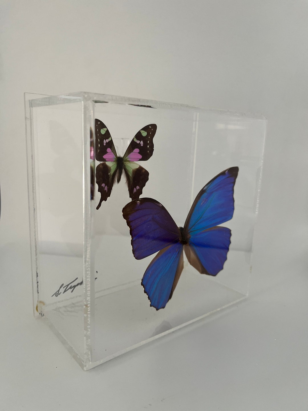 Butterfly Taxidermy in Acrylic Display Box Signed S. Trophia - Etsy