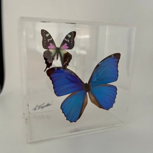 Butterfly Taxidermy in Acrylic Display Box Signed S. Trophia - Etsy