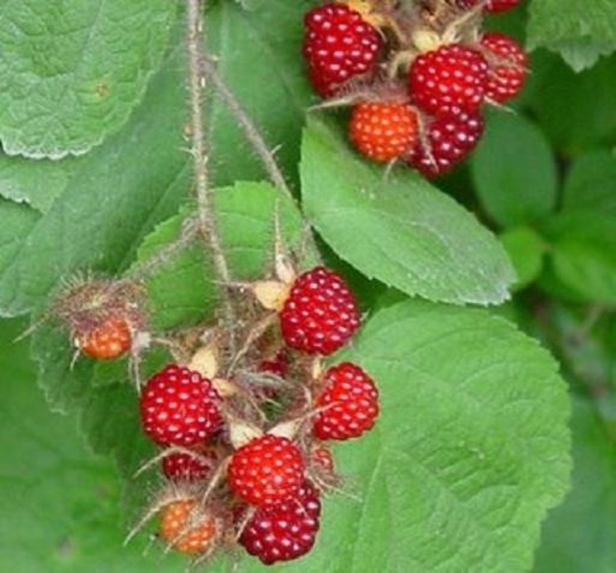 5 Wineberry plants Rubus phoenicolasius. Live plants nice | Etsy