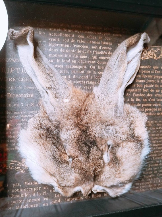Home Décor Furry Rabbit face pelt Taxidermy & Curiosities Home & Living ...