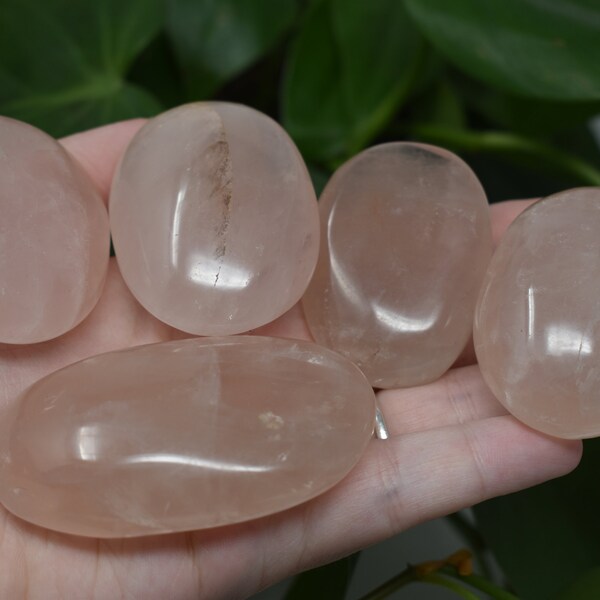 Madagascar Palm - Etsy