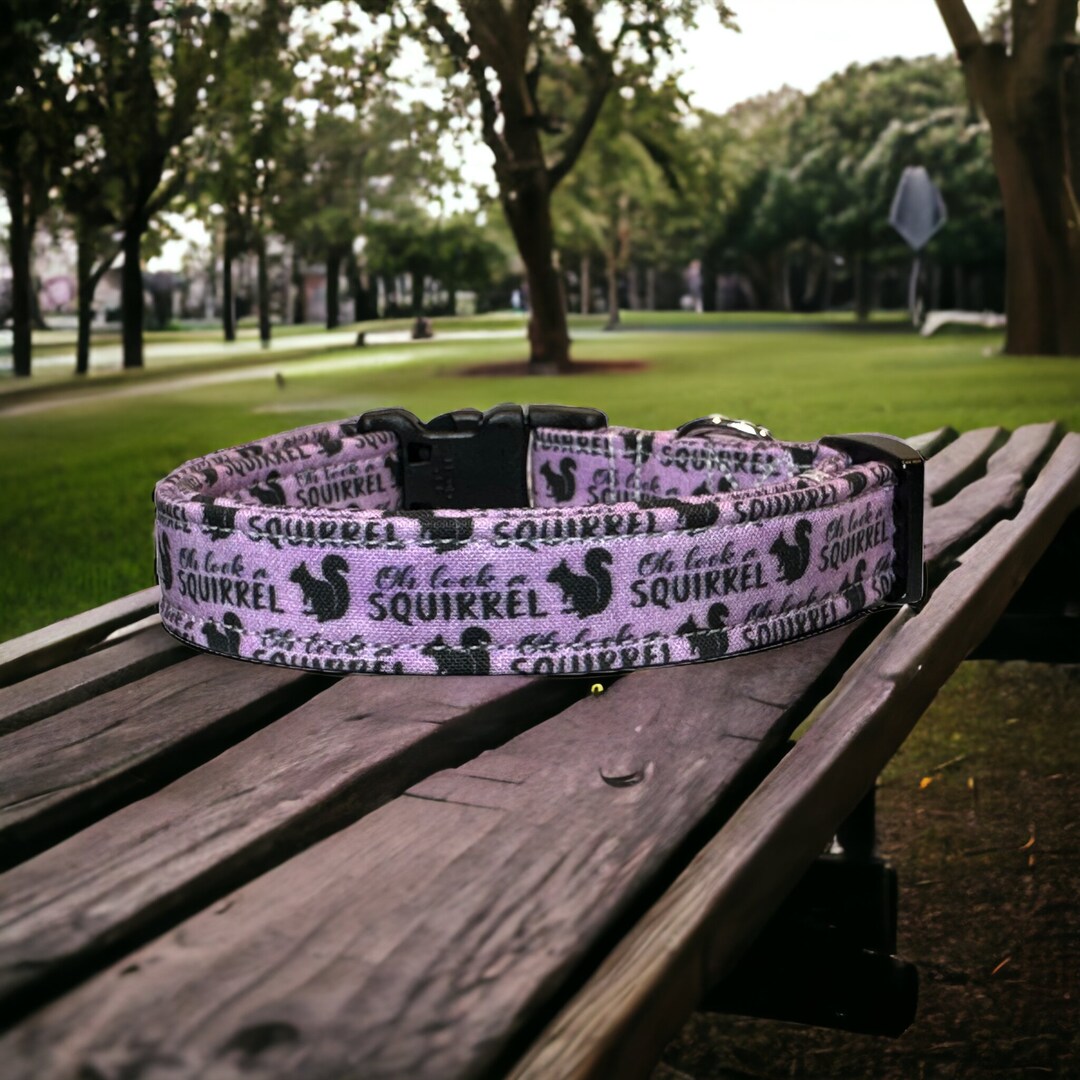 Oh Look a Squirrel Dog Collar: Funny Handmade Adjustable Collar - Etsy