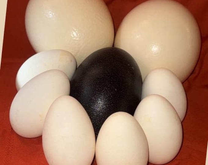 Ostrich, Emu, Goose Eggs for Egg Art - Etsy