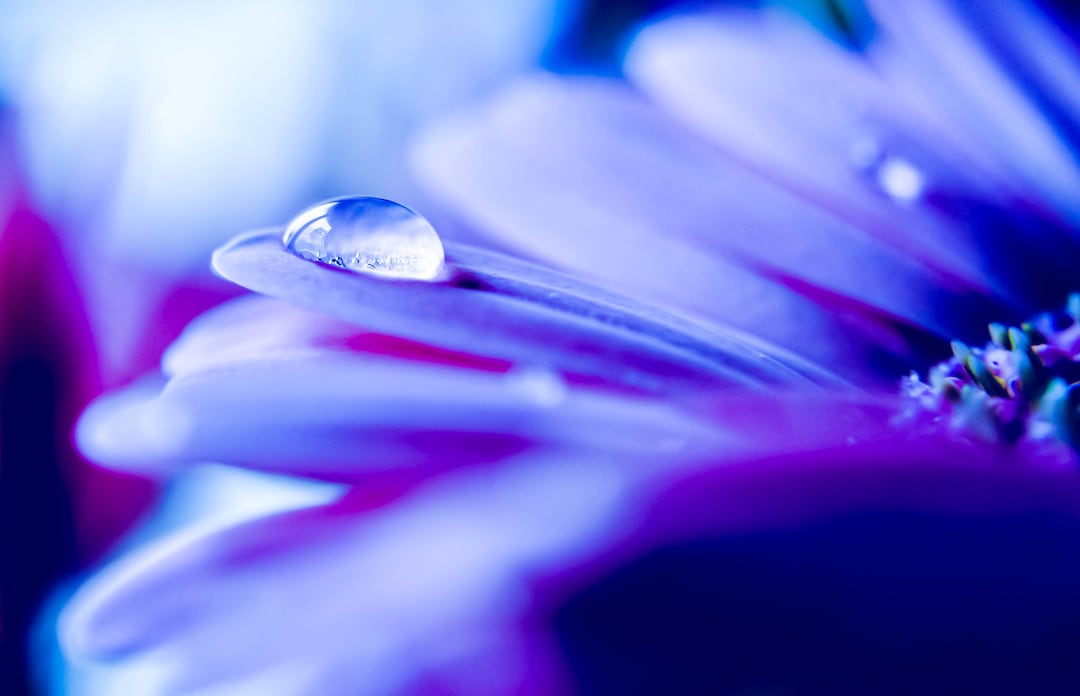 Ultraviolet, Photography, Gerber Daisy, Macro Photography, Water ...