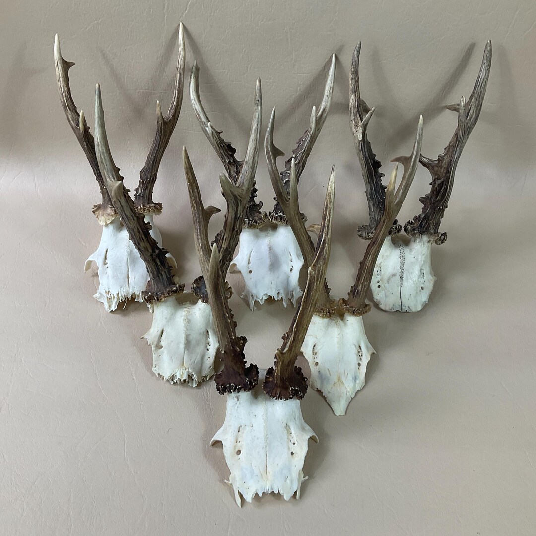 1 X English Roebuck/roe Deer Prepared Part Skull With Antlers C1960s ...