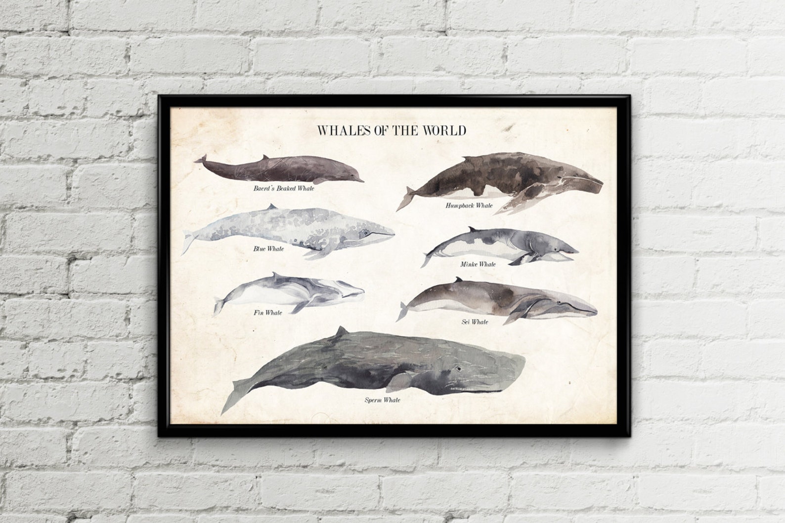 Whales Poster Whale Poster Whale Print Whales Print | Etsy