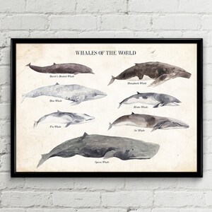 Whales Poster Whale Poster Whale Print Whales Print | Etsy