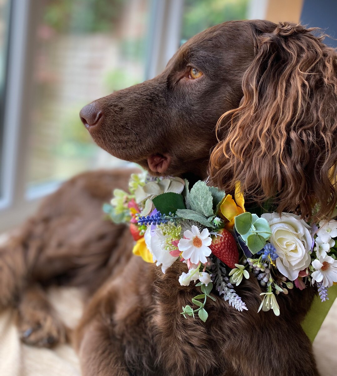 Dog Flower Garland,strawberries Wedding Collar, Ribbon Sash Neck ...