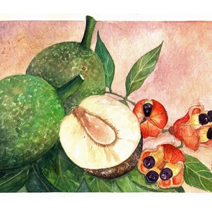 Ackee and Breadfruit Watercolor Art Print Jamaica Food Art - Etsy