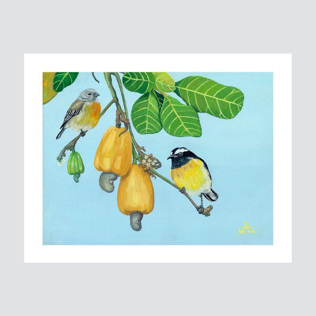 Birds of Jamaica, Jamaican Spindalis, Bird Wall Art - Etsy