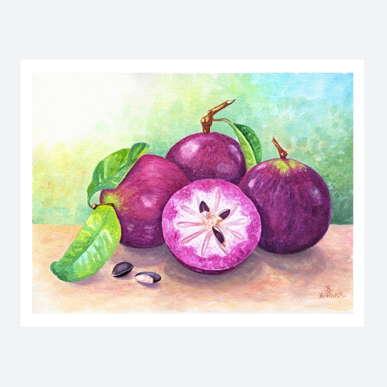 Star Apple Watercolor Still Life Print, Tropical Fruit Wall Decor - Etsy