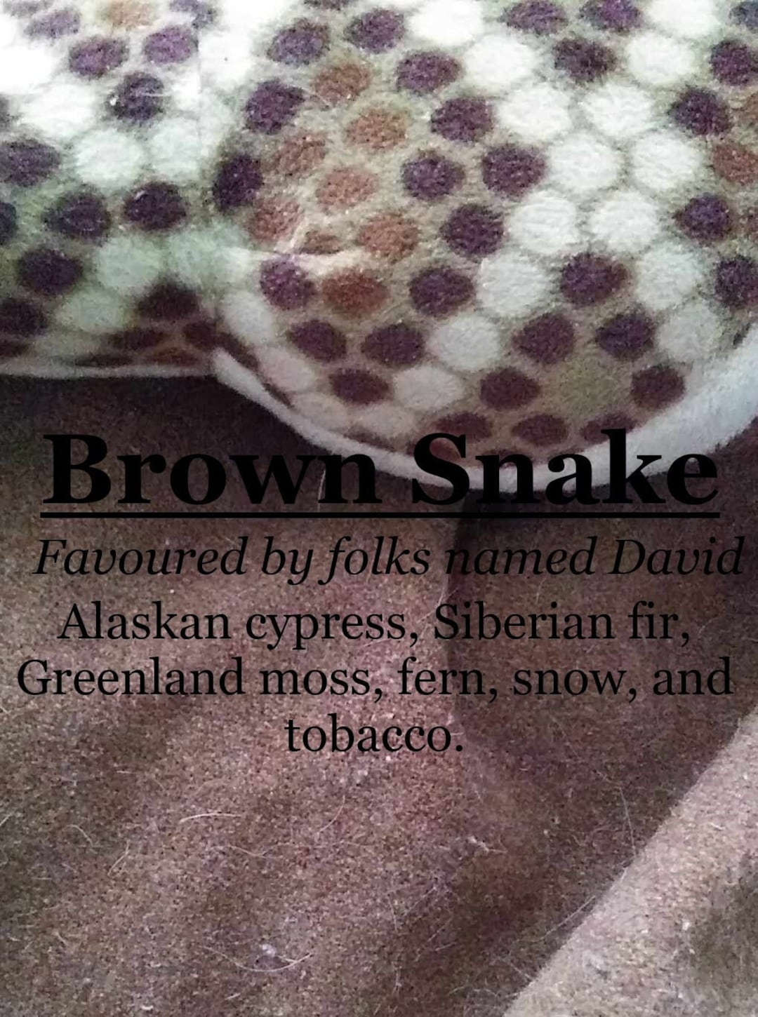 Brown Snake Fragrance, Favoured by Folks Named David (alaskan Cypress ...