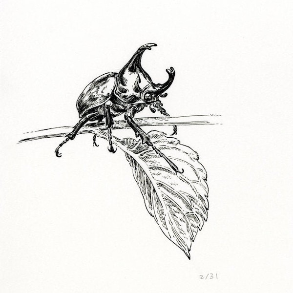 Insect Drawing - Etsy