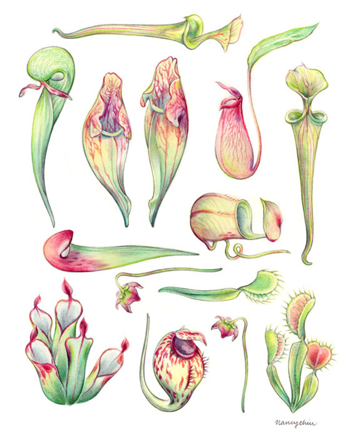 Art Print - "carnivorous Plants" - 8x10 Botanical Illustration - Etsy