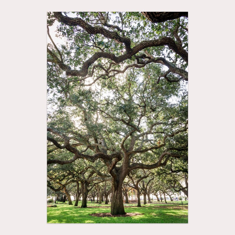 Charleston Photography Print the Battery Tree Photography - Etsy