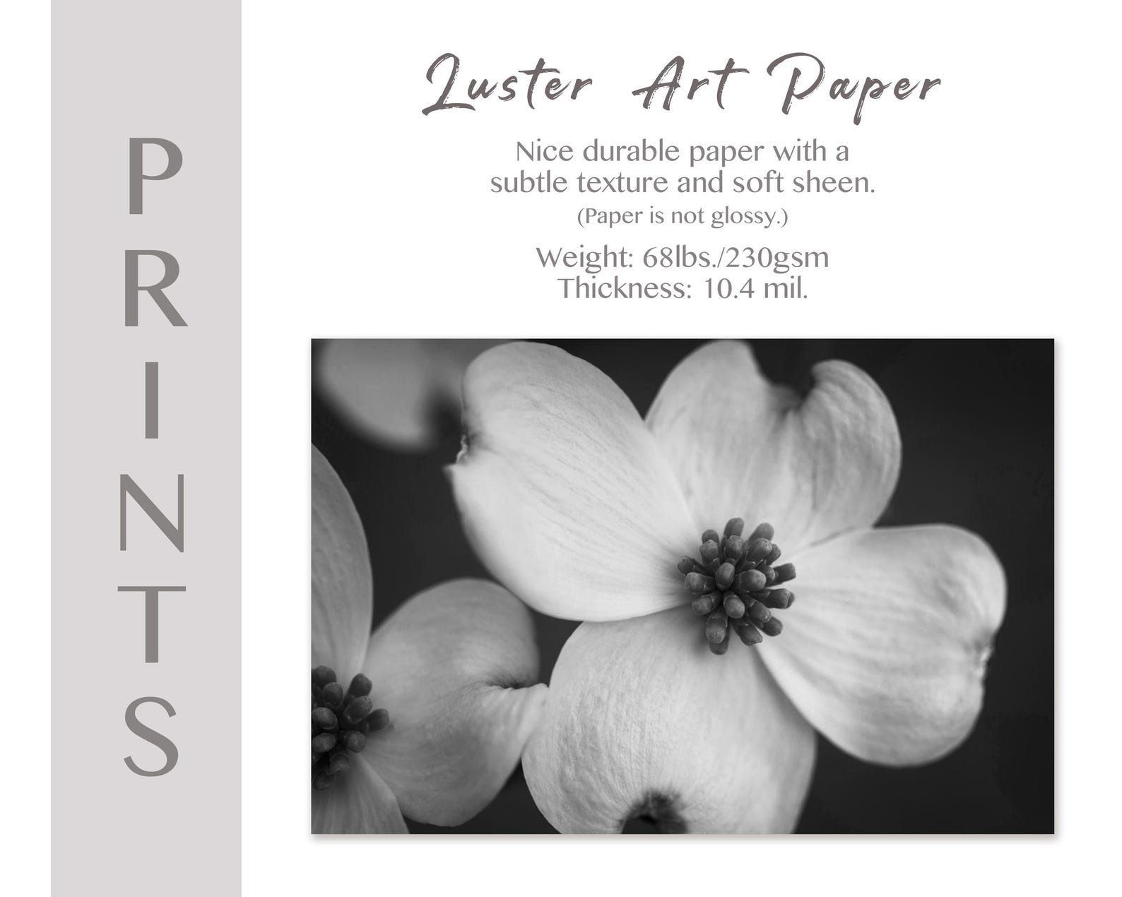 Rustic Country Blue Floral Photography Print or Canvas. Farmhouse Wall ...