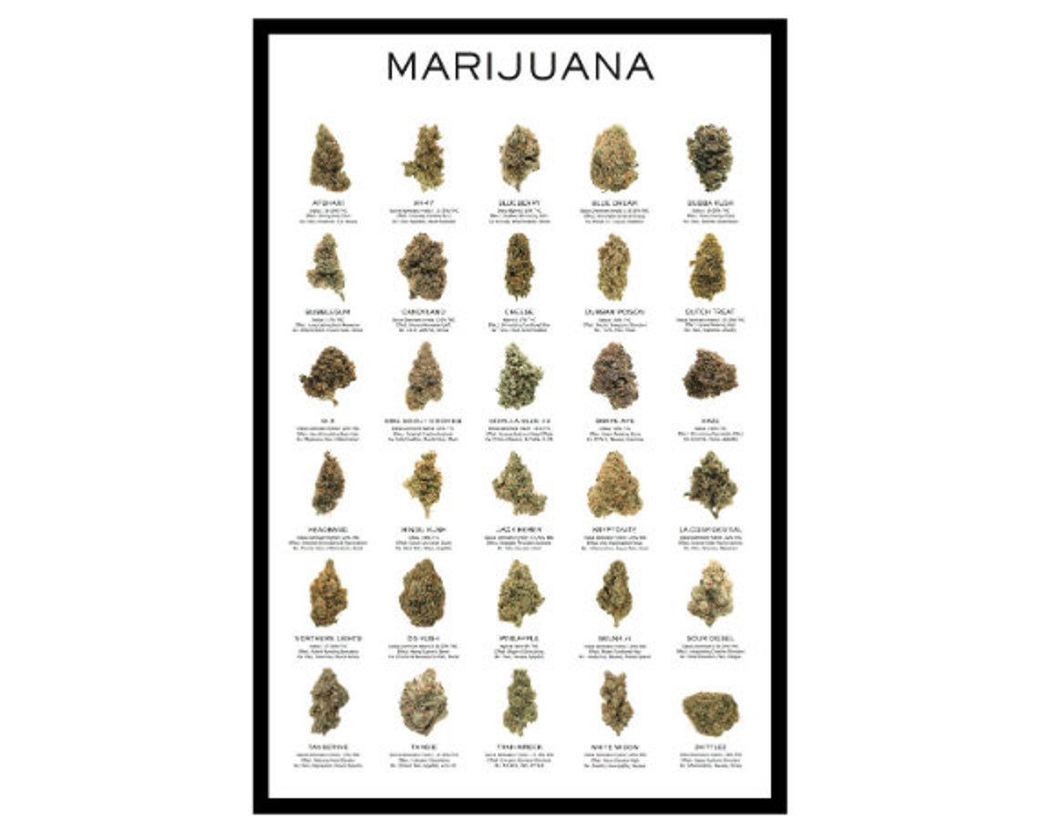 Digital Download, Marijuana Poster, Cannabis, Marijuana Chart ...